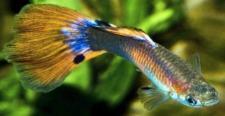 Why Is My Guppy Fish Swimming Vertically [Cure] - Bleeping World